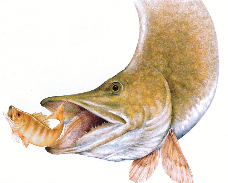 Parco regionale dell'Adamello - Il Fiume Oglio